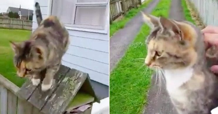 Este gato persigue al cartero todos los días por una tierna razón - mott.pe